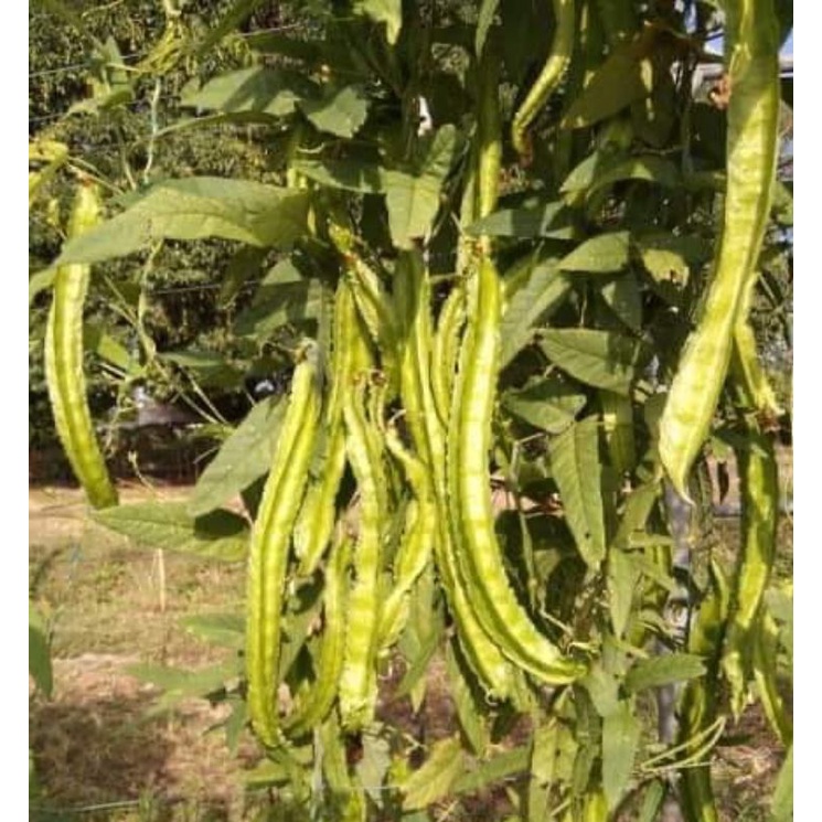 Hybrid sigarilyas long winged bean Long Certified seeds High ...