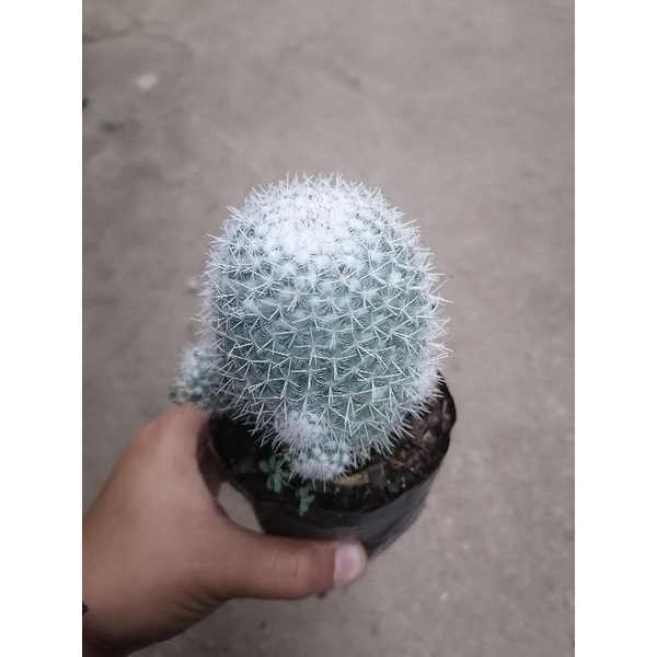 ( White net cactus ) | Shopee Philippines