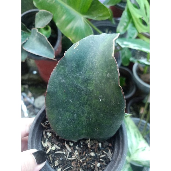 franziel plants and garden supplies | Shopee Philippines