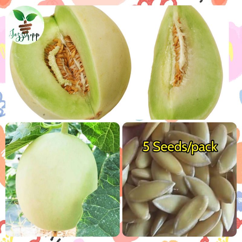 Green Melon honey dew (10Seeds) Seeds for planting | Shopee Philippines