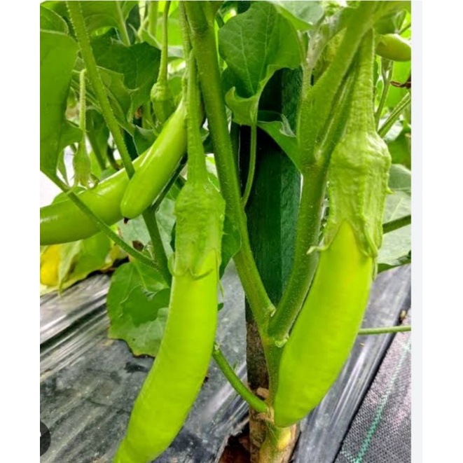 Eggplant Long Green / Talong green (15Seeds) | Shopee Philippines