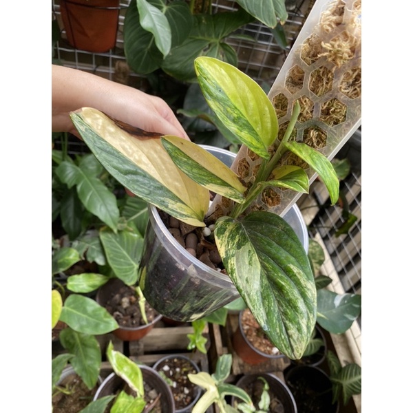 monstera Peru variegated / rare plant collection | Shopee Philippines