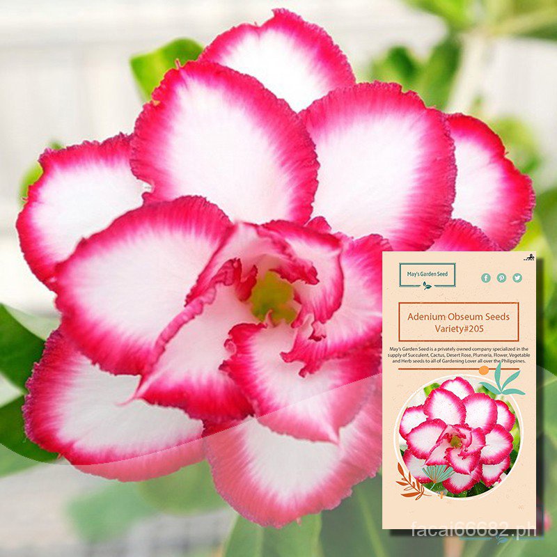 Multi-Petal Pink White Adenium Obesum Seeds, adenylate Seeds-Variety ...