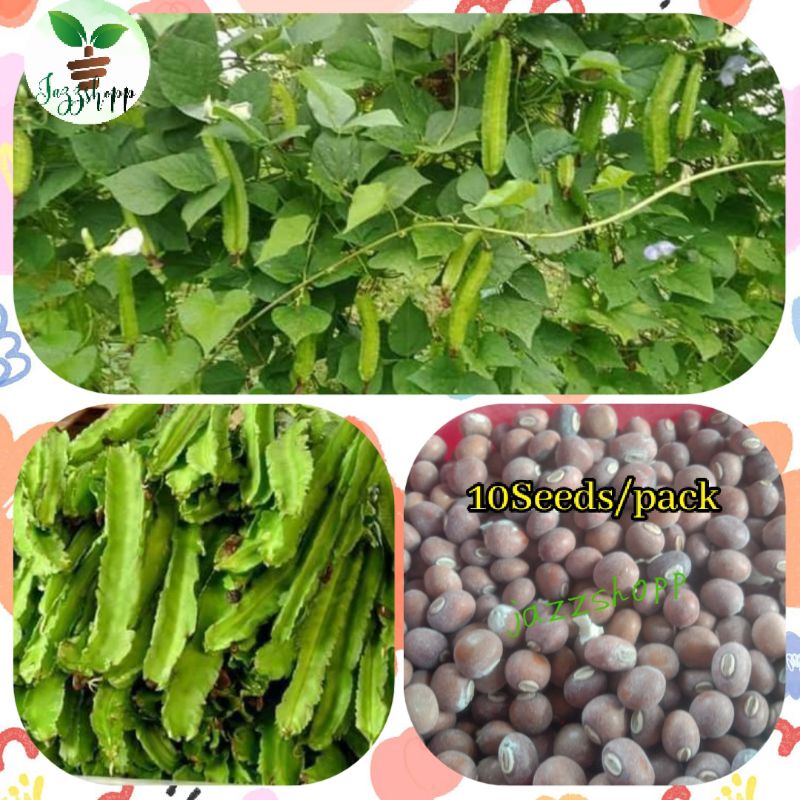 Sigarilyas Seeds for planting (10seeds) Certified seeds high ...