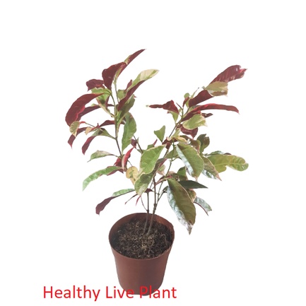 Picara Healthy Live Plant (Height: 10 to 14 Inches) | Shopee Philippines