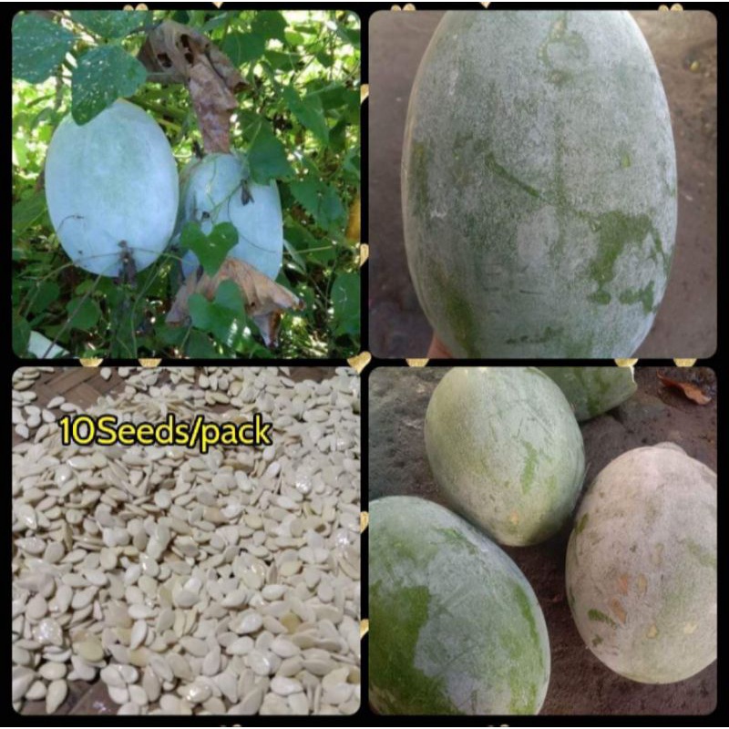Kundol Seeds/Winter melon(20seeds/50seeds/)per pack | Shopee Philippines