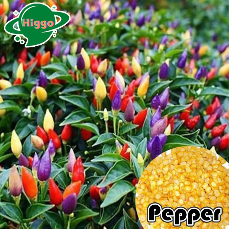 Bell Pepper Red Vegetable Seeds Pepper Color Garden Premium Seed ...