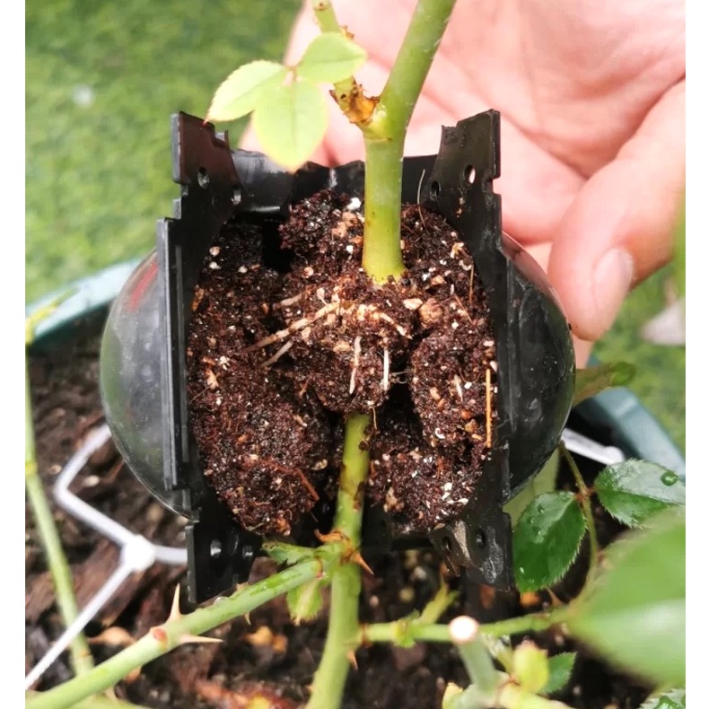 Plant High-Pressure Propagation Rooting Device Fruit Tree Flower Green ...