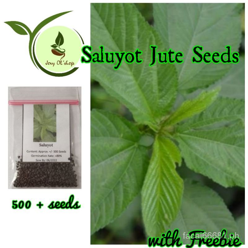Saluyot Vegetable Jute 500 Seed Seeds/Shoes/Plants/Gems/Flowers/Grass ...
