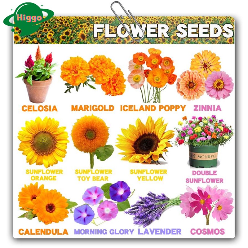 Flower Seeds Sunflower Celosia Chamomile Petunia Mixed Marigold Plant ...