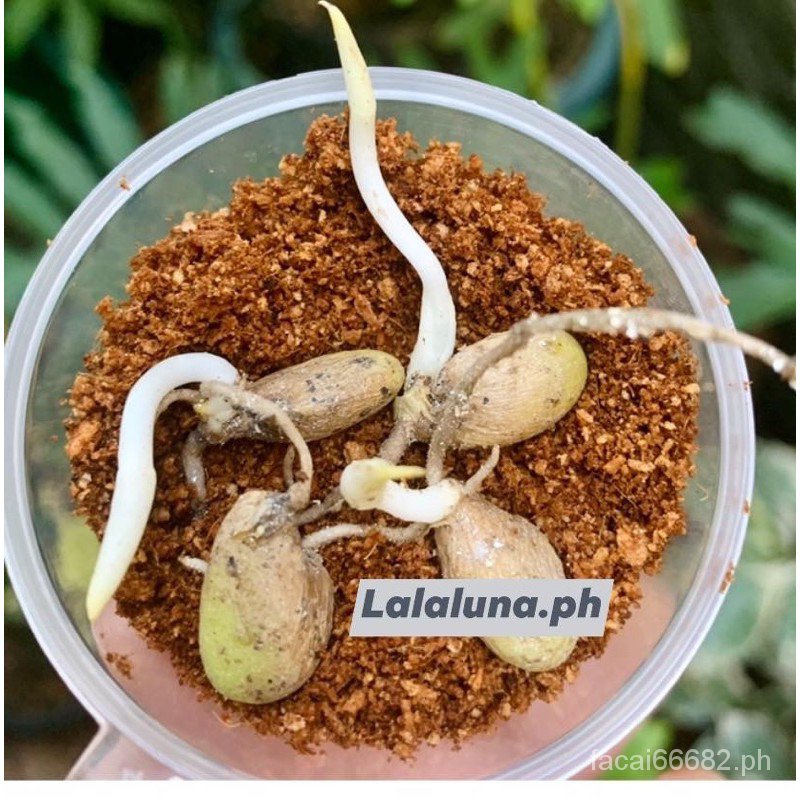 1 Pc Monstera Deliciosa Seed (Germination and Seed) seeds/Shoes/Plants ...