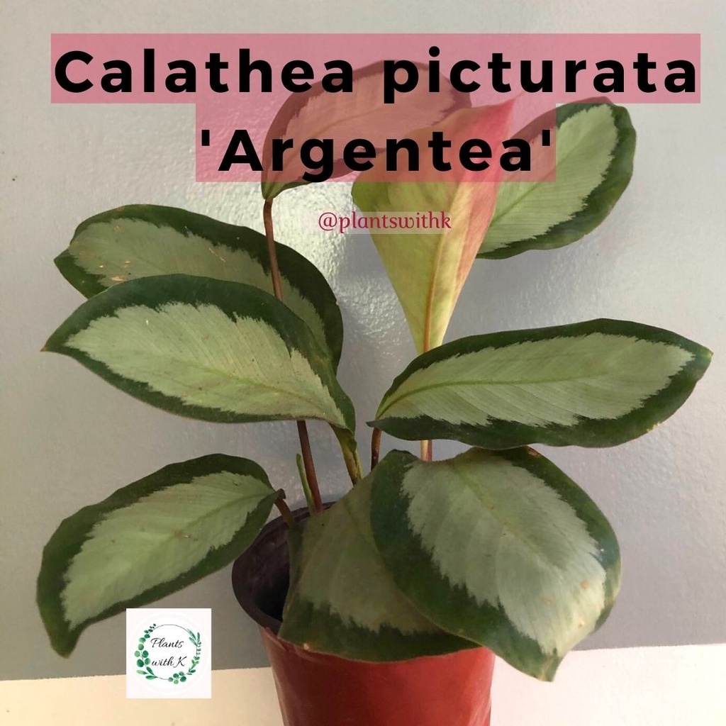 Calathea picturata 'Argentea', Air Purifier | Shopee Philippines
