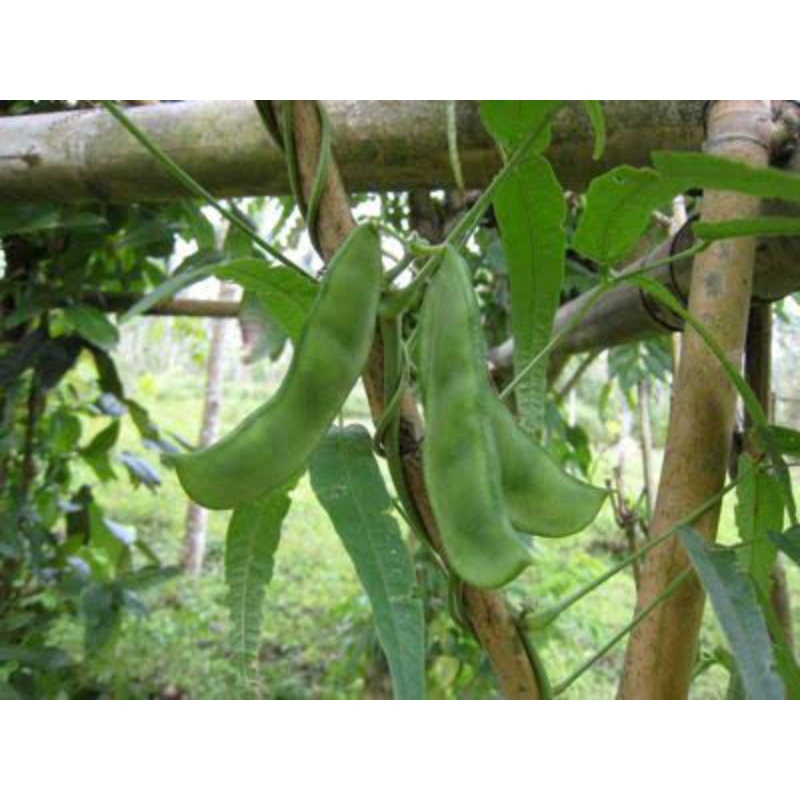 PATANI SEED REPACK.. | Shopee Philippines