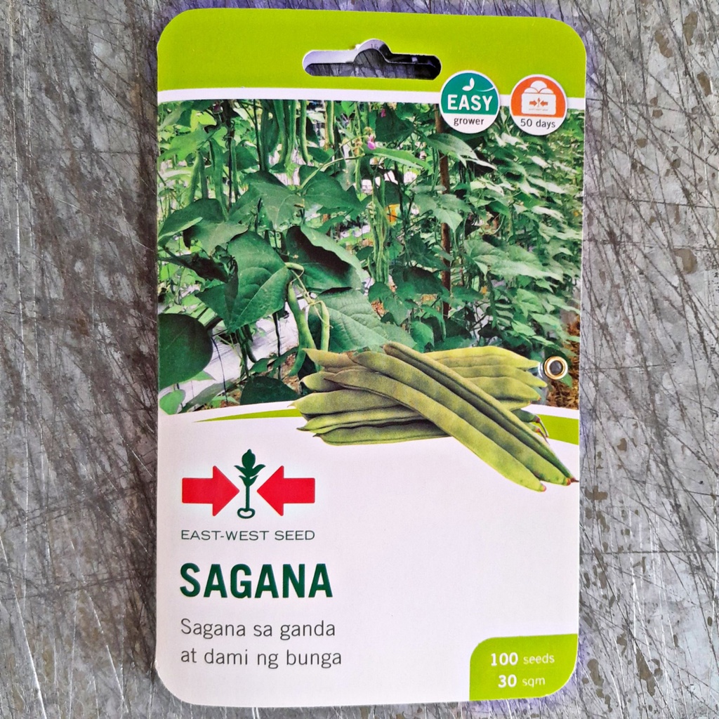 SAGANA OPV SNAP BAGUIO BEANS SEEDS (100 SEEDS) by EAST WEST | Shopee ...