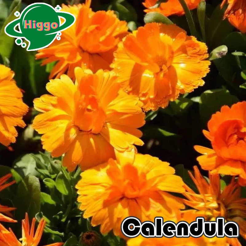 Calendula Yellow Premium Plant Seed Flower Seeds | Shopee Philippines