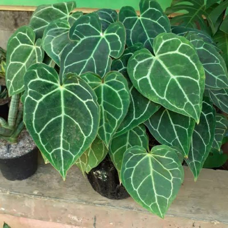 Mini Elephant Ears (3/4 Leaves) | Shopee Philippines