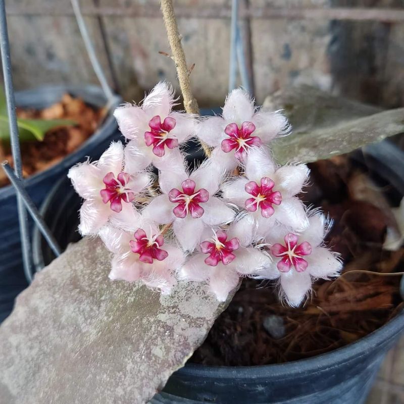 HOYA CAUDATA SUMATRA | Shopee Philippines