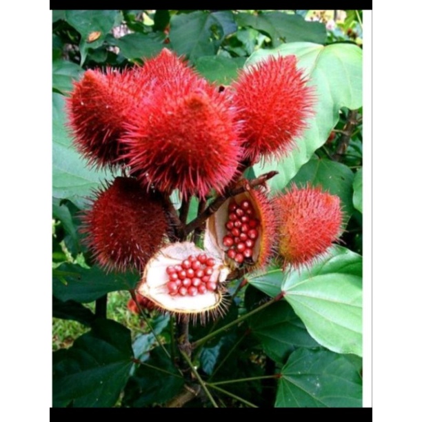 Atsuete/Annatto Seeds for Planting(70seeds) | Shopee Philippines