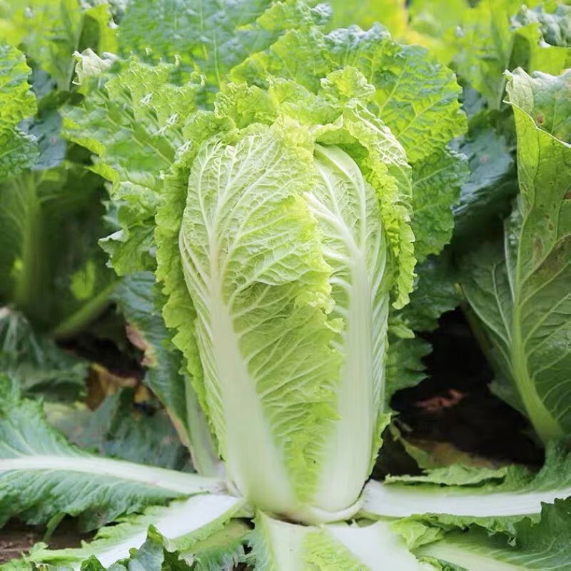 20PCS Sun Star Chinese Napa Cabbage / Pechay Baguio Vegetable Seeds ...
