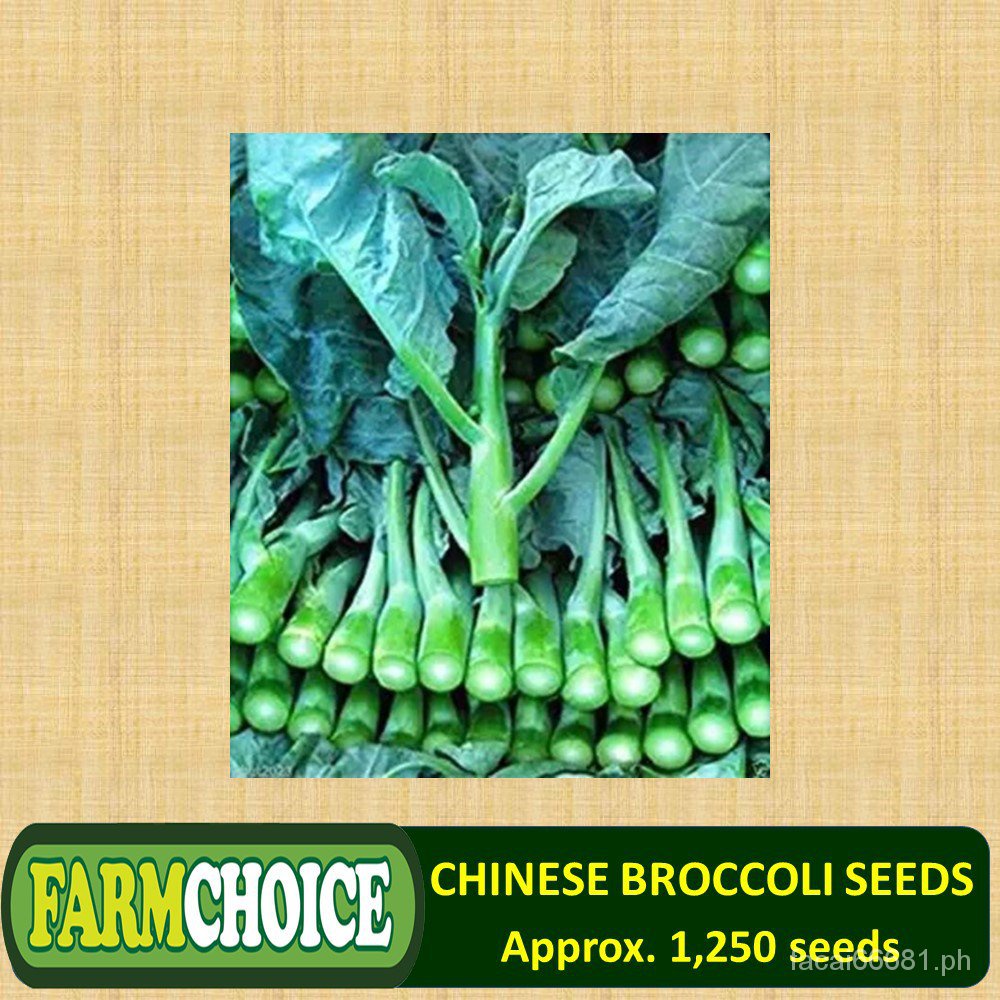 Chinese Broccoli/Castle (1,250 Seeds)-Kailaan/Chinese Castle Seeds ...