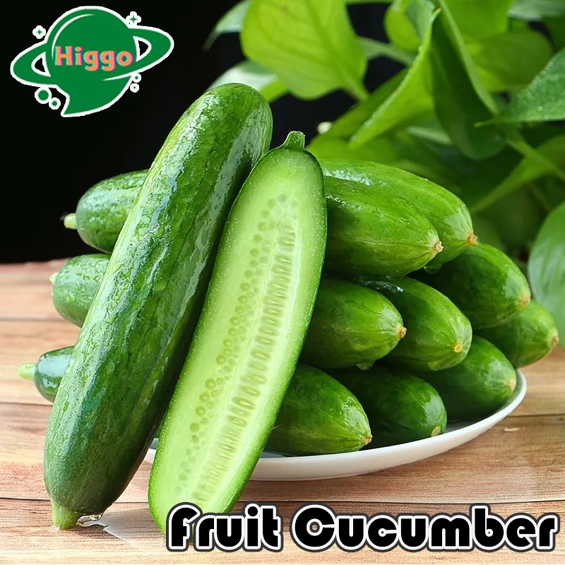 Fruit Cucumber Green Hybrid Premium Farmhouse Fresh Fruit Pipino Green ...