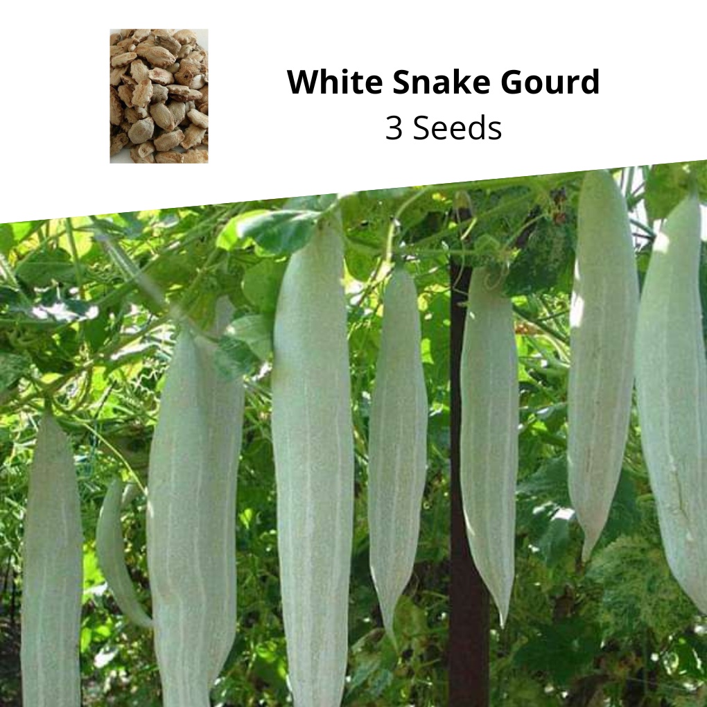 White Snake Gourd 3seeds per pack | Shopee Philippines