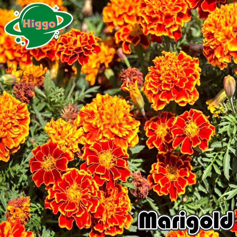 Marigold Mixed Color France Flower Seeds Capsules Efficacy France Giant ...