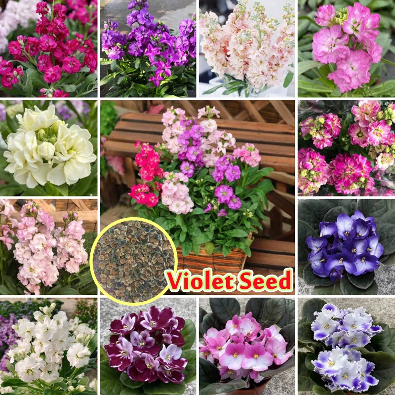 Assorted Colours Violet Flower Seeds for Sale (200 Seeds/pack ...