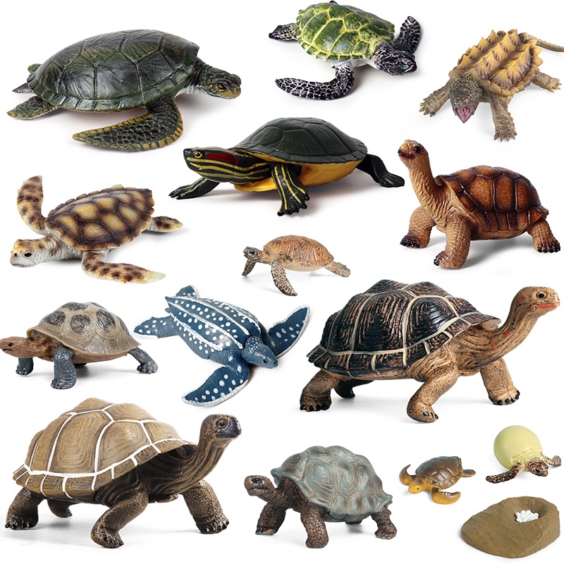 Ocean Animals Leatherback Tortoise Turtle Growth Cycle Sea Life Model ...