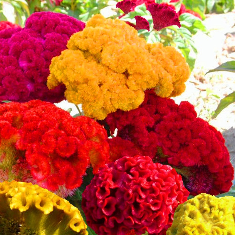 Phoenix-tailed cockscomb seed spike-shaped feather-leaf cockscomb seed ...