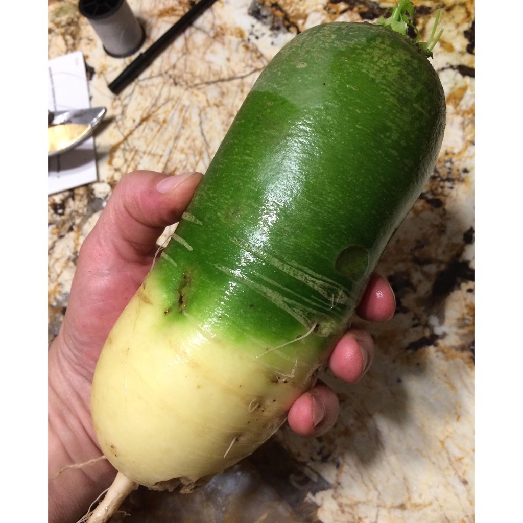 20PCS Mix Korean Sweet Crispy Green Water Fruit Radish Labanos ...