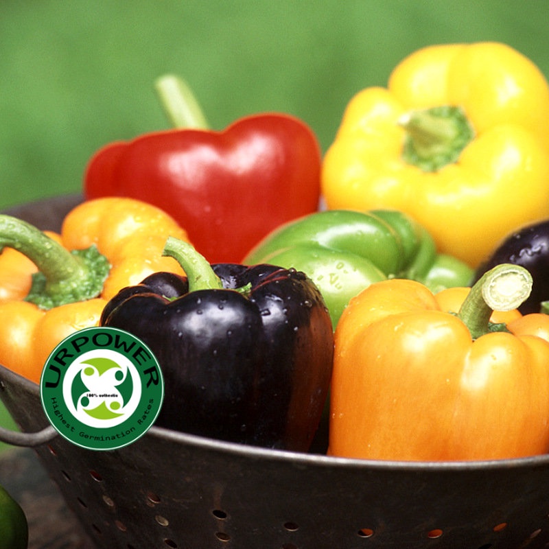 Mix Bell Pepper 20 Seeds Vegetable Seeds | Shopee Philippines