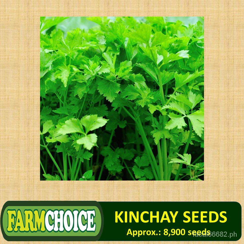 Kinchay Herb (8,900 Seeds) seeds/Shoes/Plants/Gems/Flowers/Grass/Toys ...