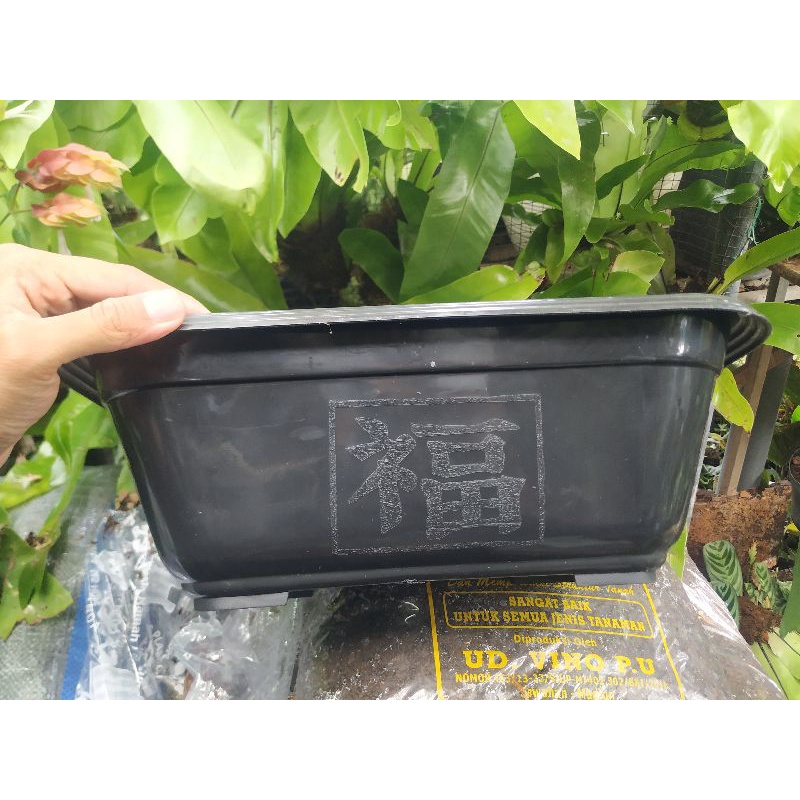 Square bonsai Pot 40x30cm Thick Good | Shopee Philippines