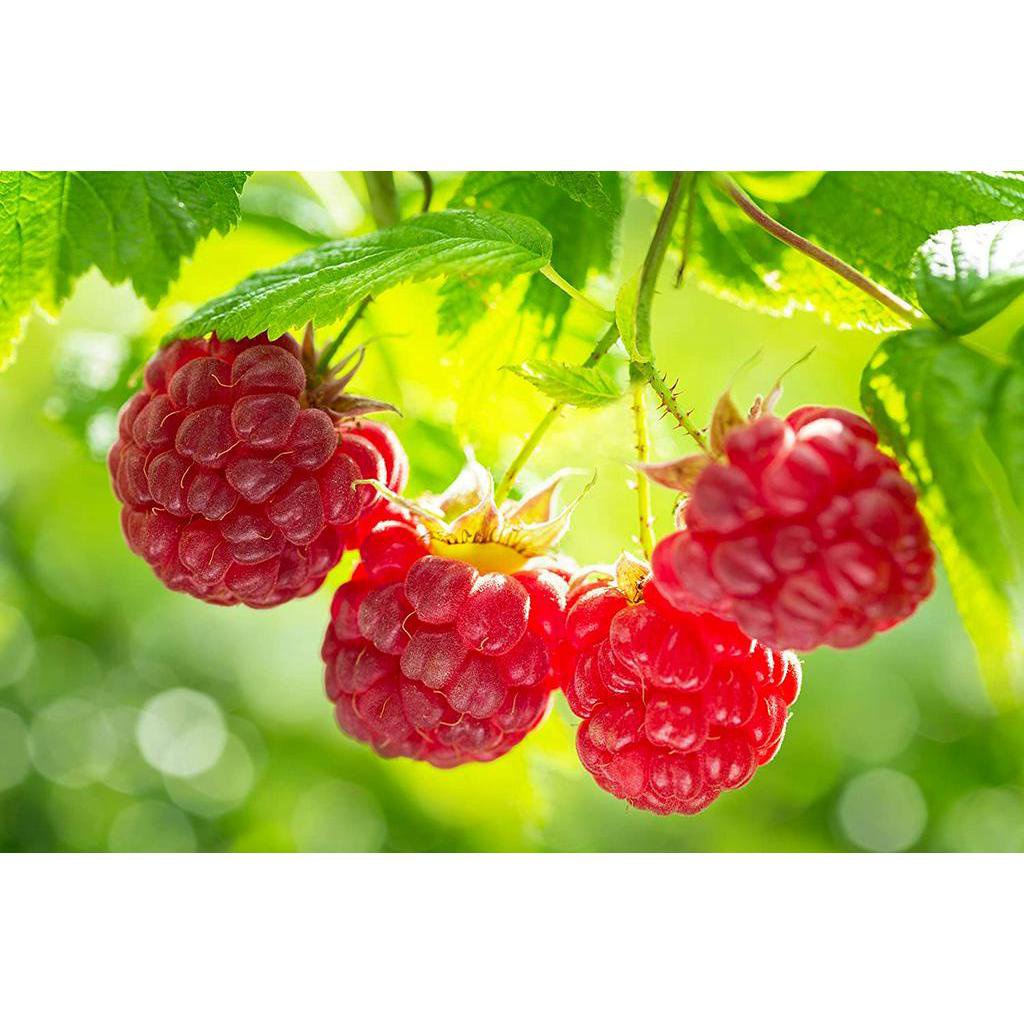50 Red Raspberry Seeds (Rubus Idaeus) garden Berry Plant Seed Seed ...