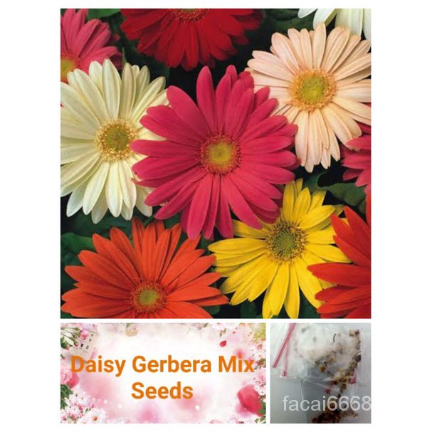Daisy Gerbera Mix Seeds (20PCs) seeds/Shoes/Plants/Gems/Flowers/Grass ...
