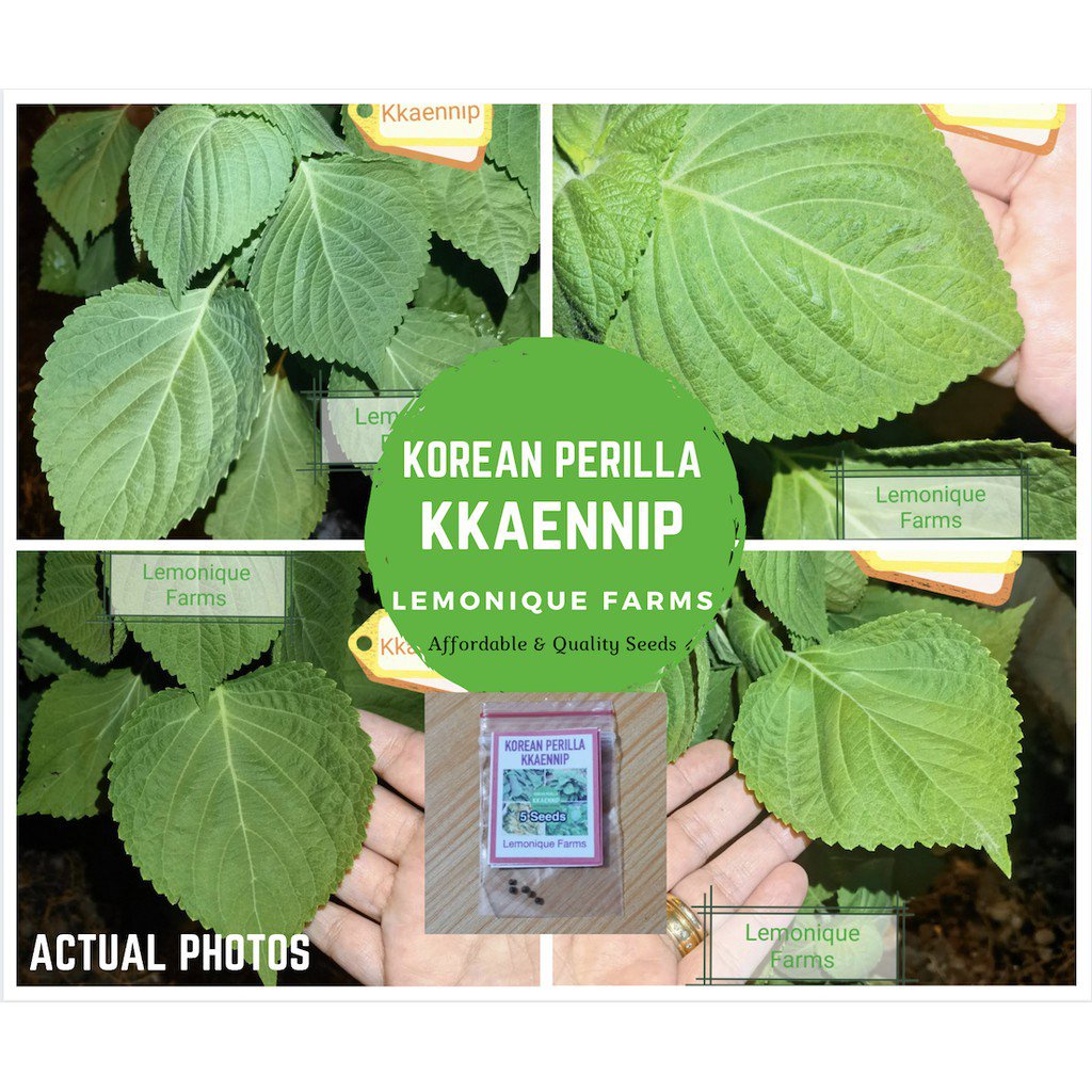 Authentic Korean Kkaennip Seeds | Kkaennip Purple Perilla Seeds ...
