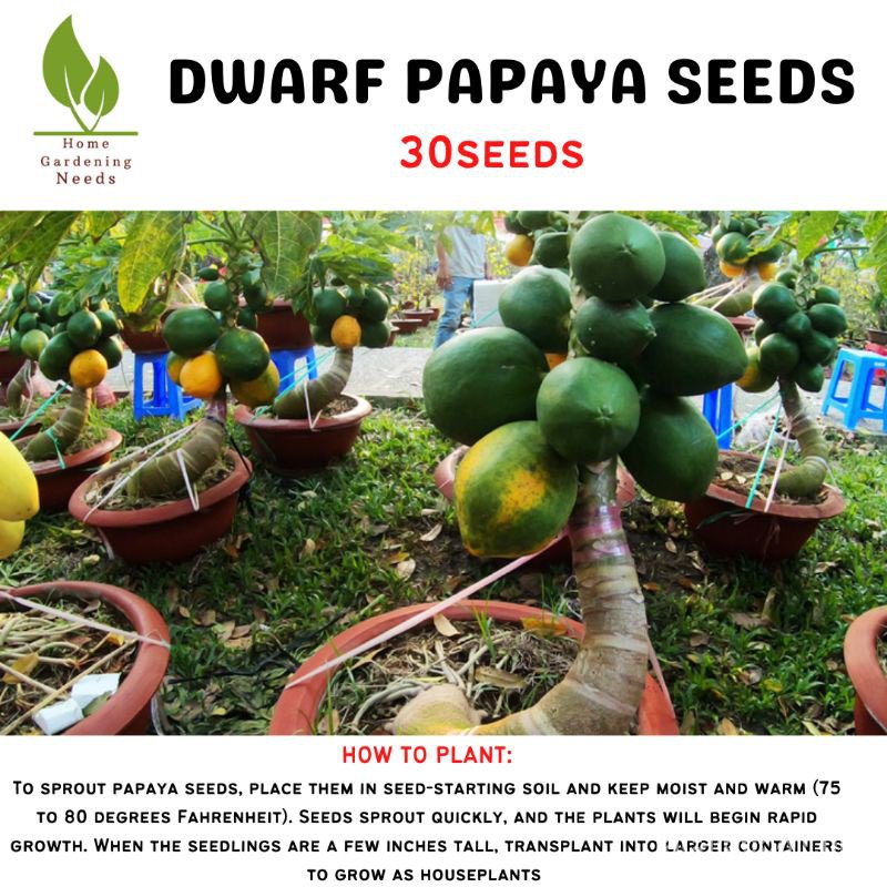 30 Dwarf Papaya Seeds/High-Yield Seeds/Shoes/Plants/Gems/Flowers/Grass/Toys/Orchards/Bananas/Men ...