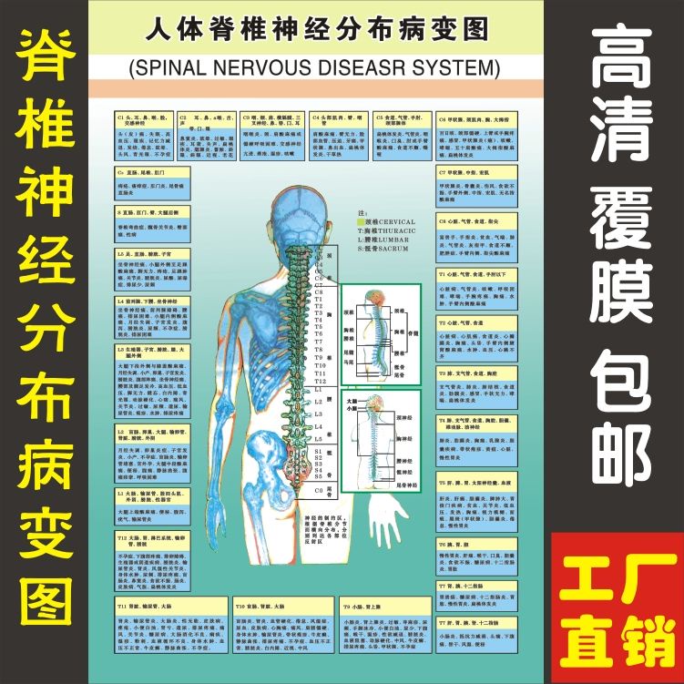 Factory Straight Hair Human Acupoint Map Human Spine Neural ...