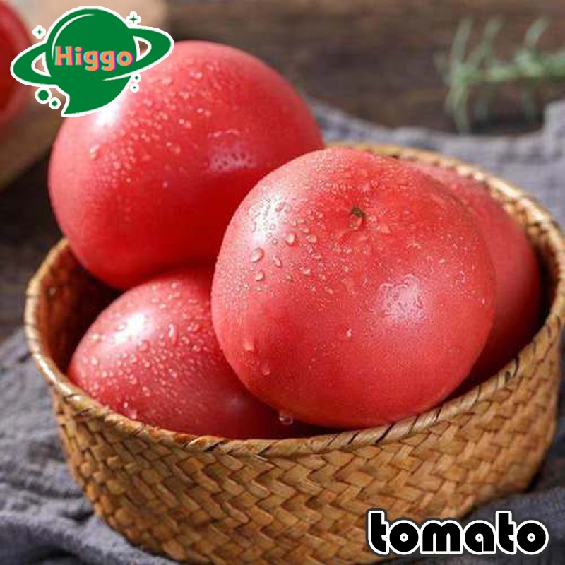 Tomato Champion Red Healthy Natural Roman Diamond Premium Seed ...