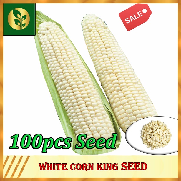 White Corn Seeds King | Corn White | Golden Plant and Seed Store ...