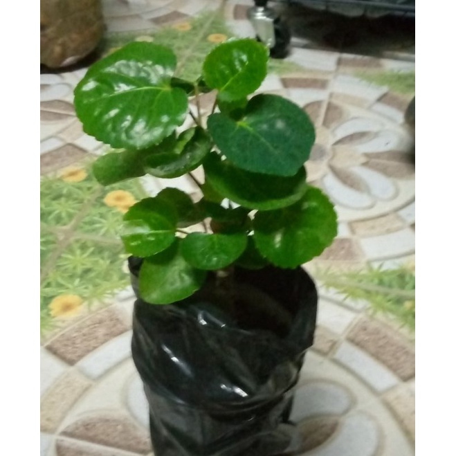 Polyscias scutellaria or Shield Aralia or Plum Aralia | Shopee Philippines