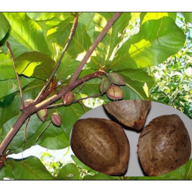 Talisay seeds (12pcs) | Shopee Philippines