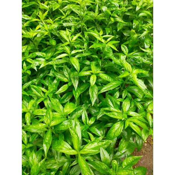 SERPENTINA FRESH LEAVES AND STEM | Shopee Philippines