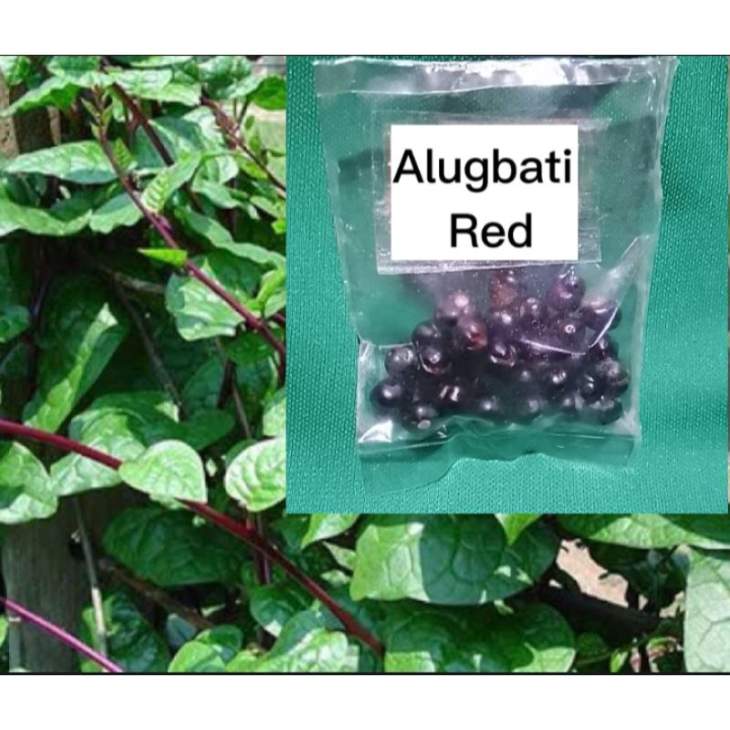Malabar Spinach Red Alugbati Seeds 35 Seeds Shopee Philippines