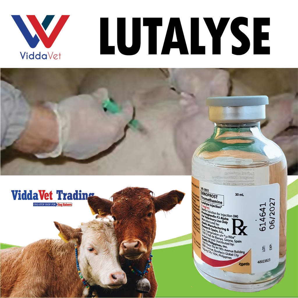 Lutalyse Injection for pigs Lutalyse dinoprost for pigs cattle Lutalyse ...