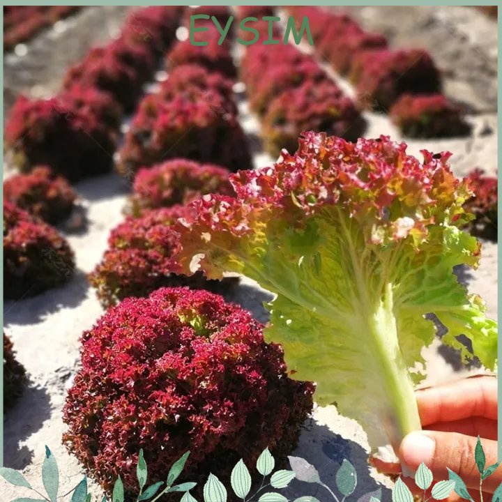 Red Lettuce - Lollo Rosa Purple lettuce Vegetable seeds 20pcs | Shopee ...