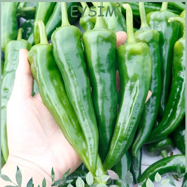 SILI PANIGANG / Siling Haba / Hot Pepper Green / Bicol Express Chili ...