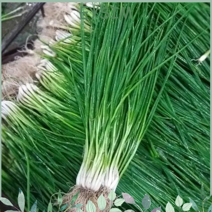 [10Pack ₱49]DAHON NG SIBUYAS/BUNCHING ONION ONION Seeds/EASY TO GROW ...
