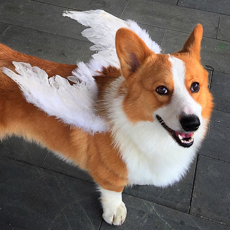 Feather Wings Costume for Dogs Birthday Halloween Christmas Party ...